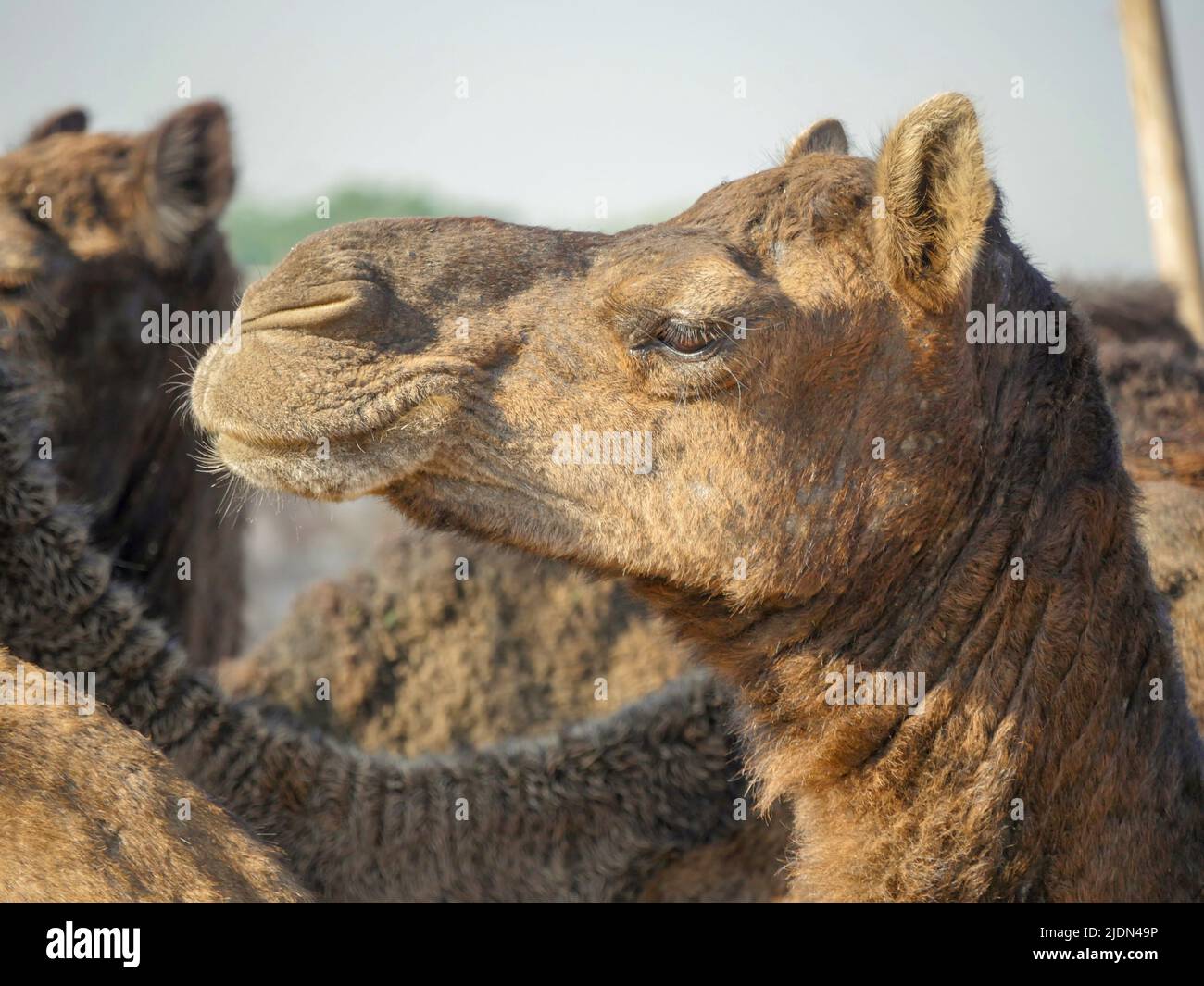 Camel face hi-res stock photography and images - Alamy