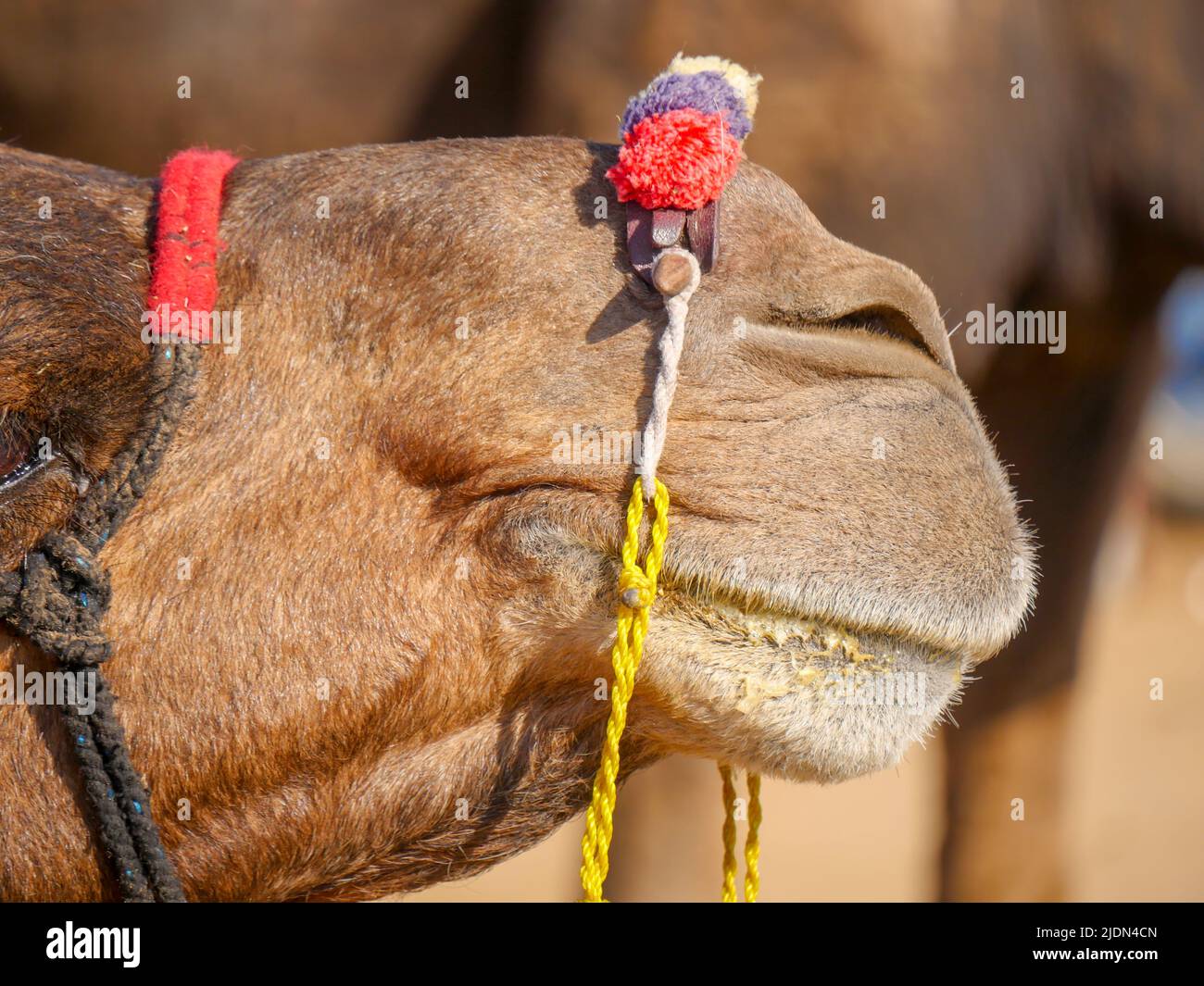 Decorated Camel Face Close up Picture in Indian desert rural village ...