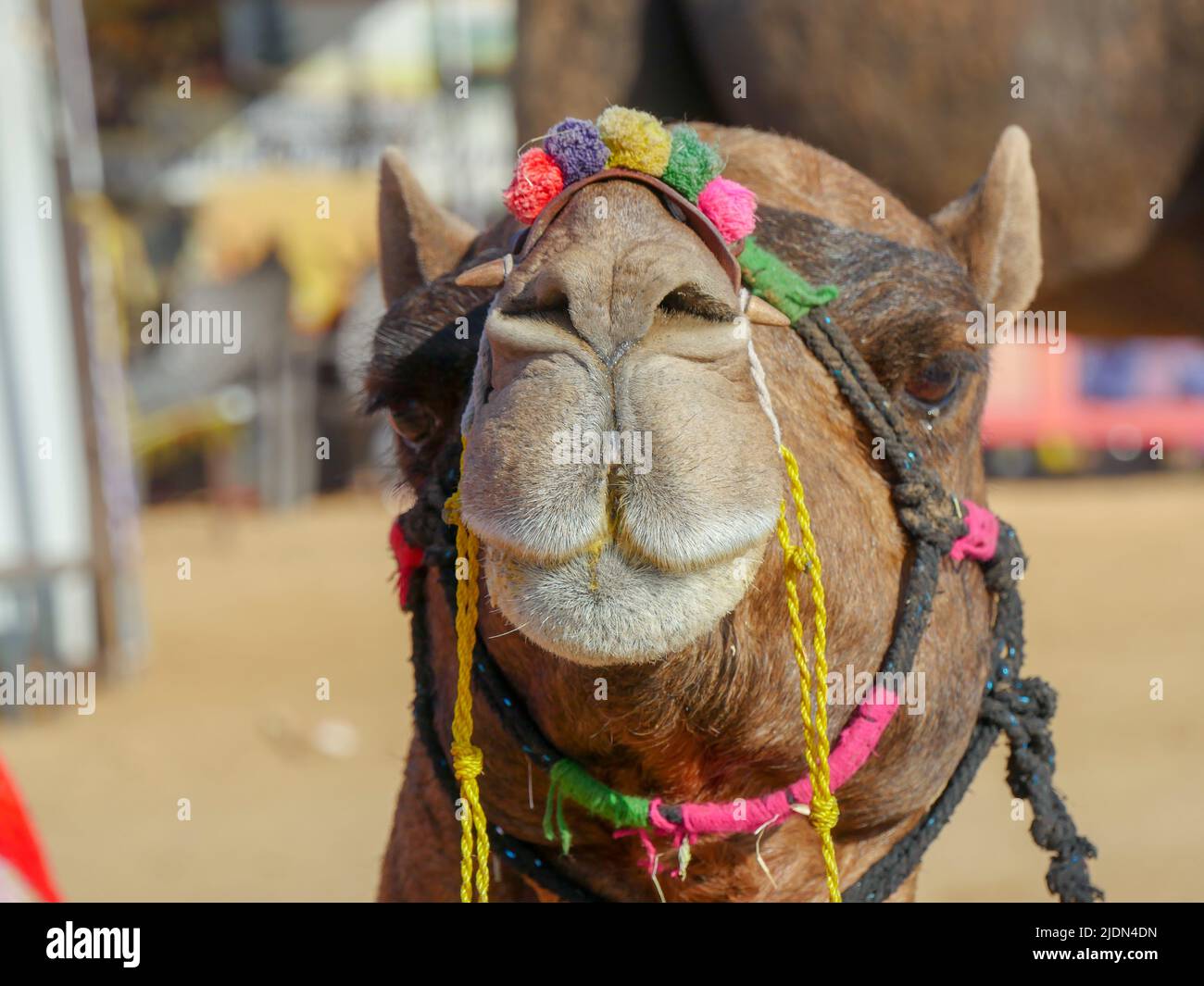 Decorated Camel Face Close up Picture in Indian desert rural village ...