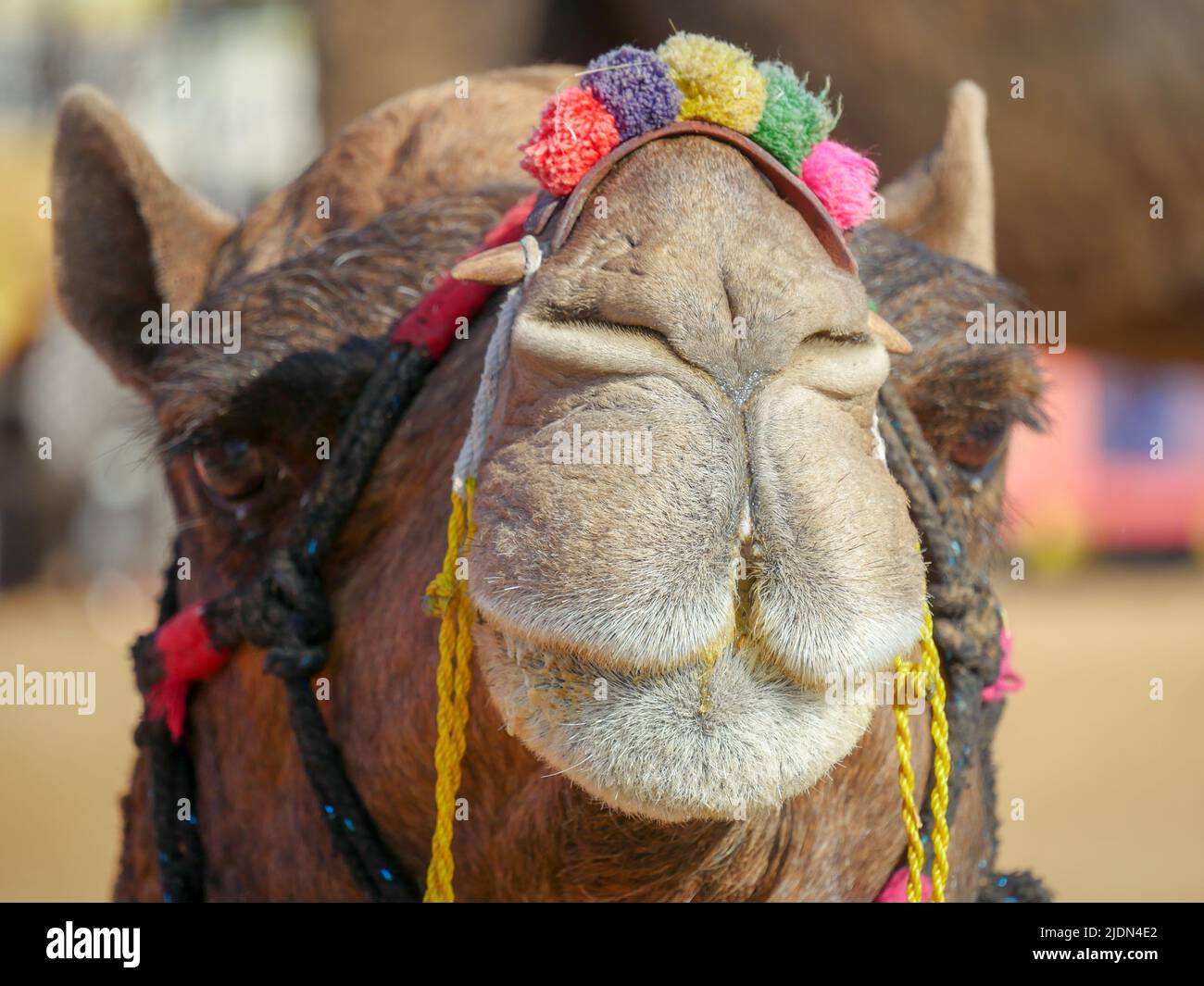 Camel face hi-res stock photography and images - Alamy