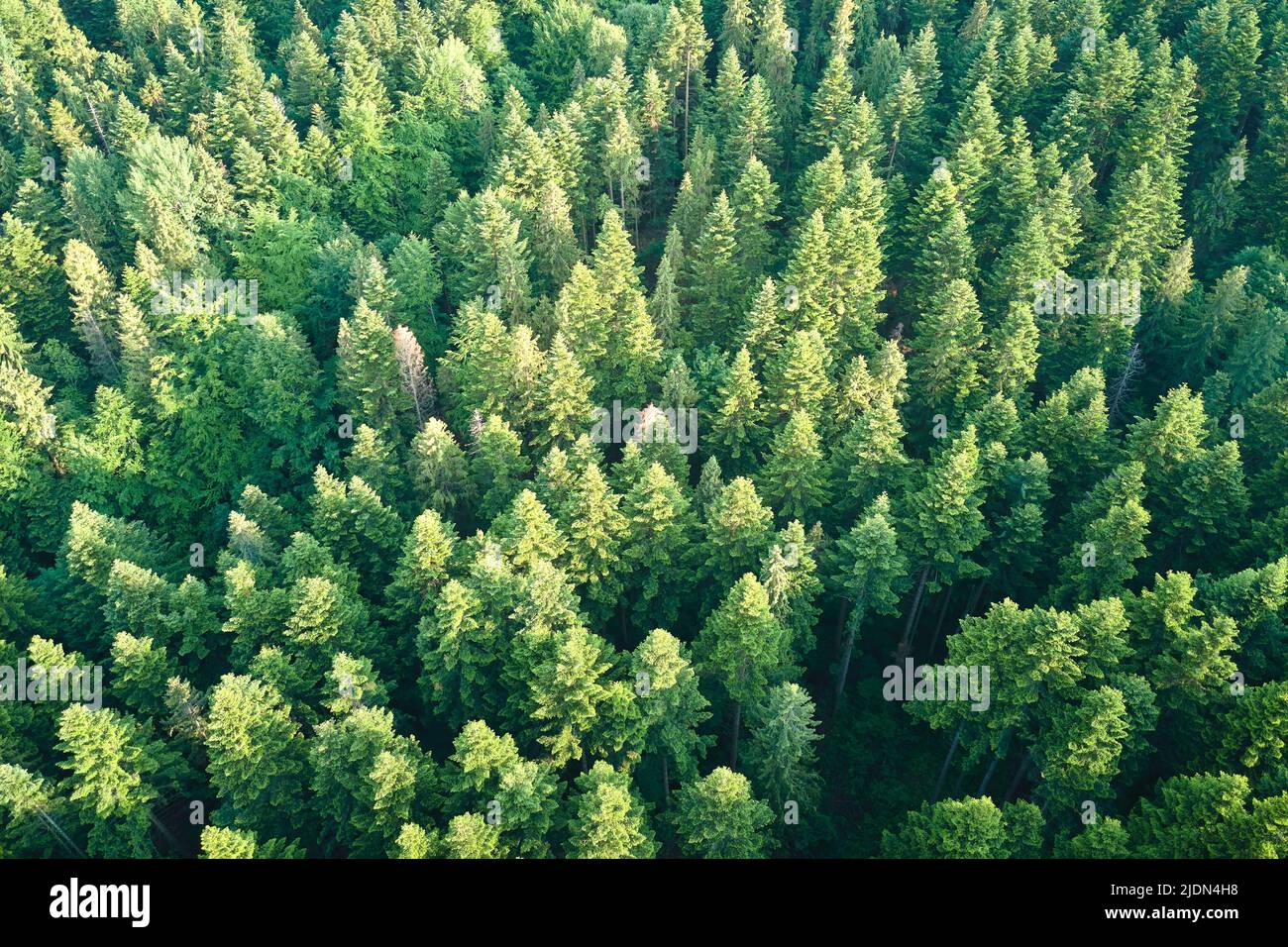 Aerial view of green pine forest with dark spruce trees. Nothern ...