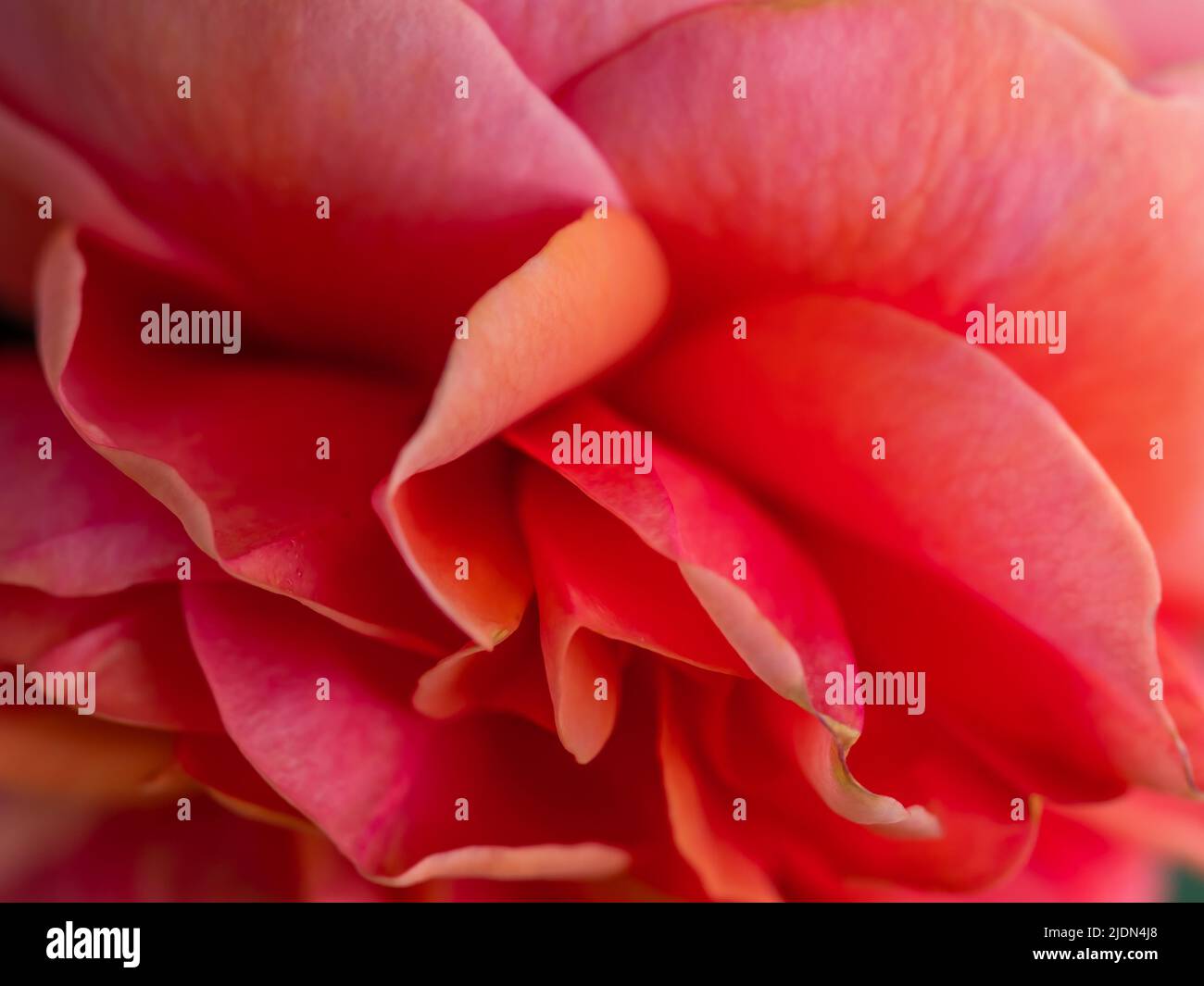 rose flower petals - a photo close up, background texture Stock Photo ...