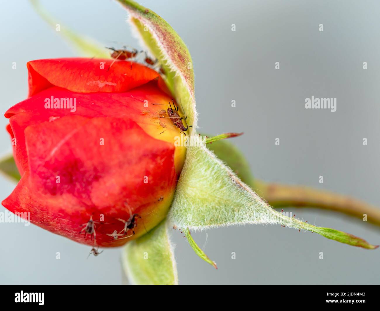 aphids, pests that destroy and attack flowers, roses attacked by these ...