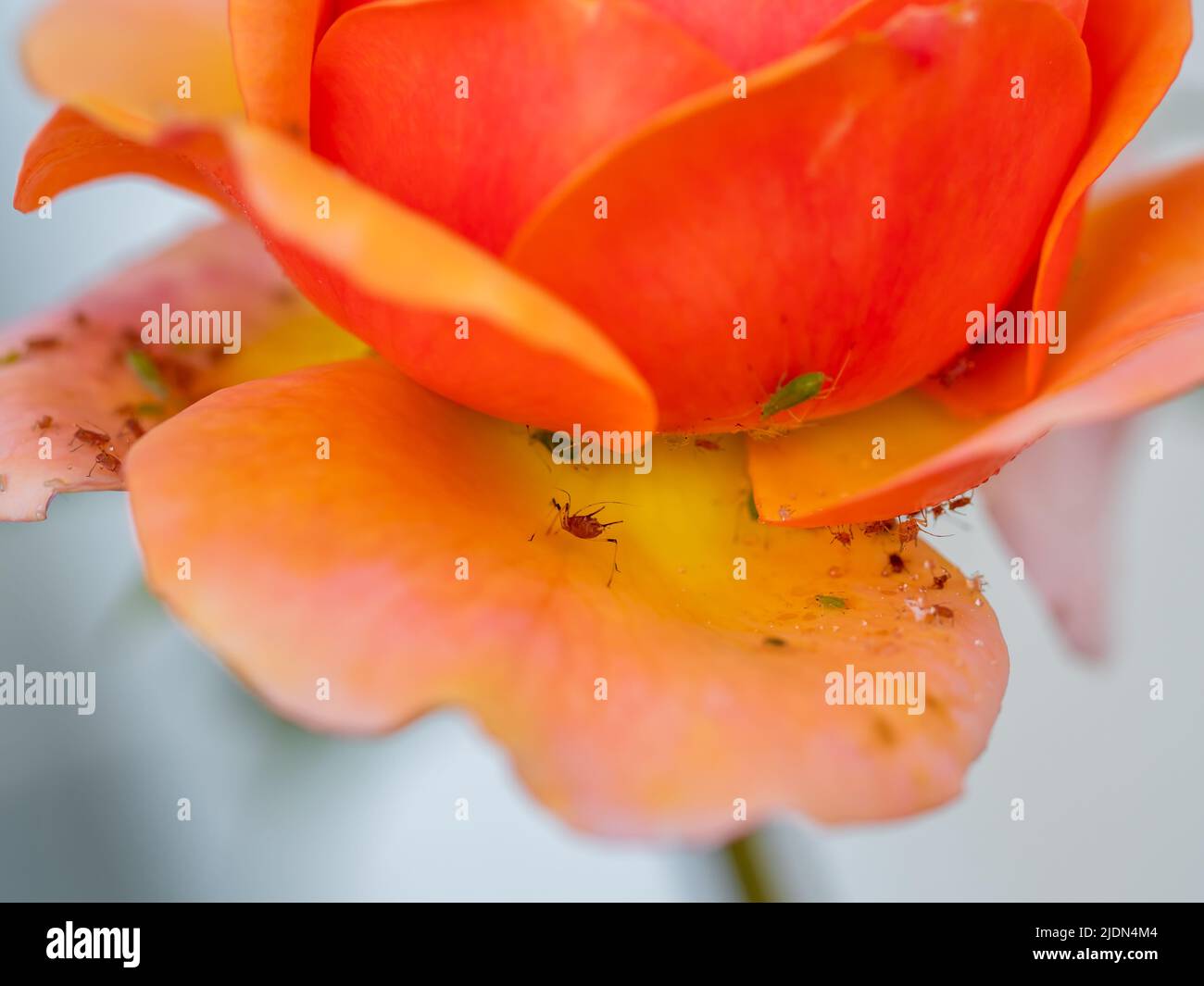 aphids, pests that destroy and attack flowers, roses attacked by these ...