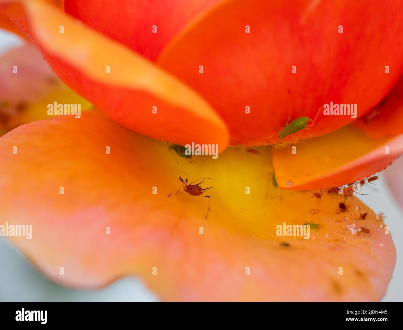 aphids, pests that destroy and attack flowers, roses attacked by these ...