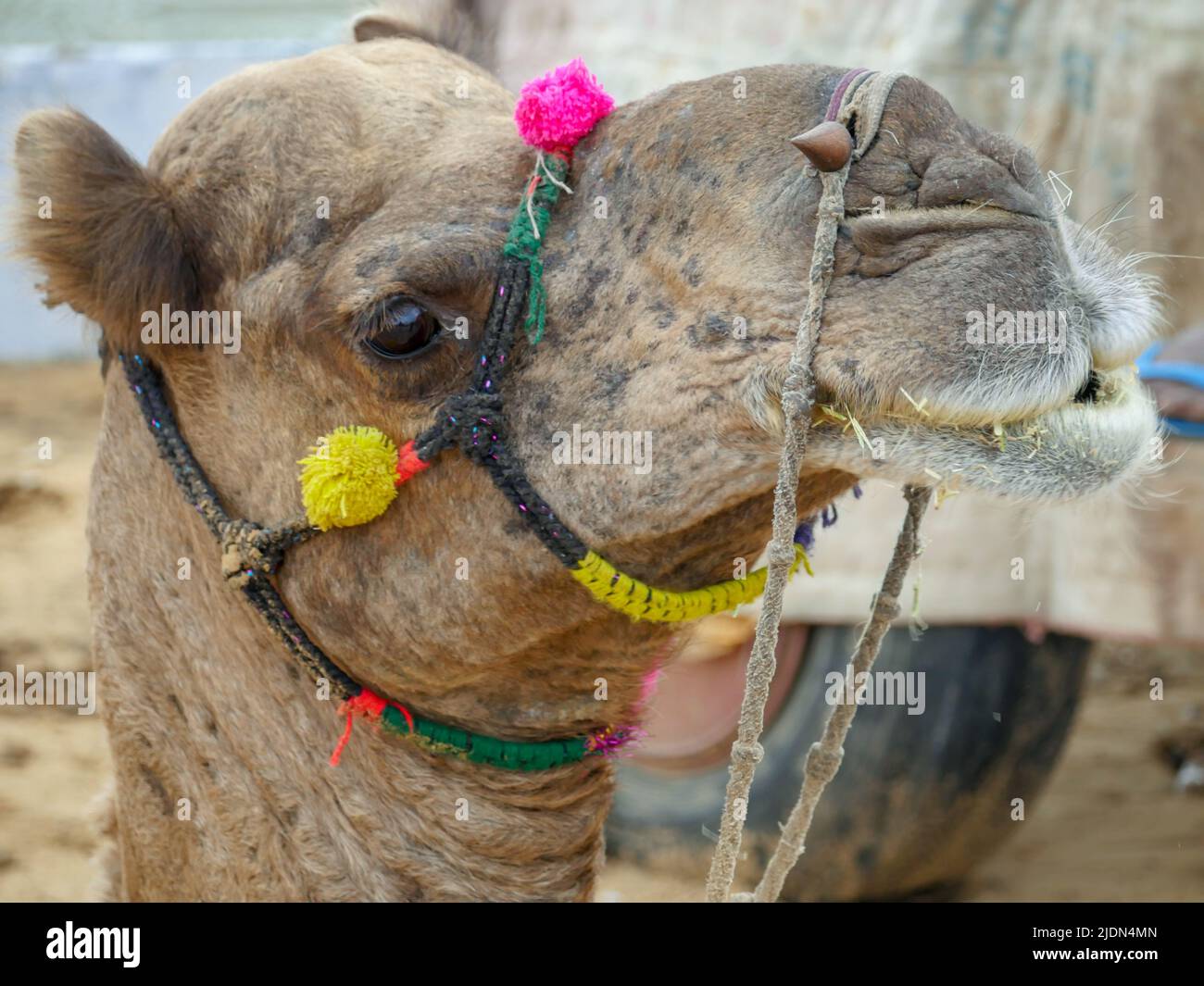 Decorated Camel Face Close up Picture in Indian desert rural village ...
