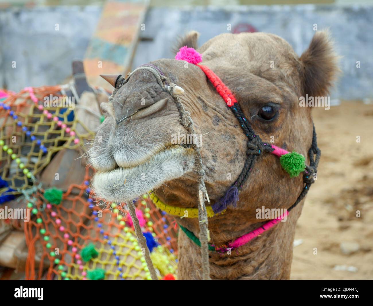 Decorated Camel Face Close up Picture in Indian desert rural village ...