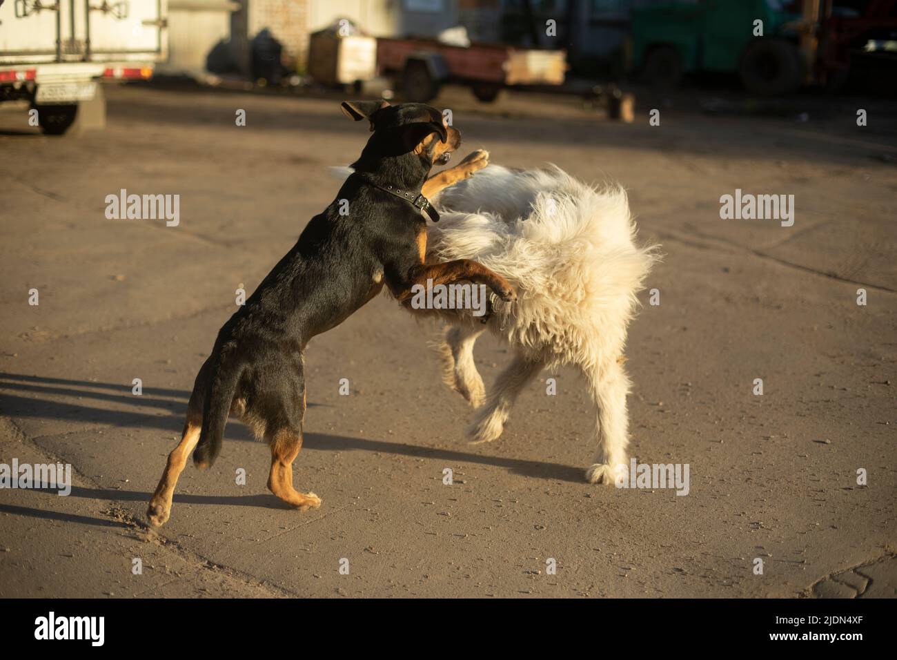 Two dogs dance hi-res stock photography and images - Alamy