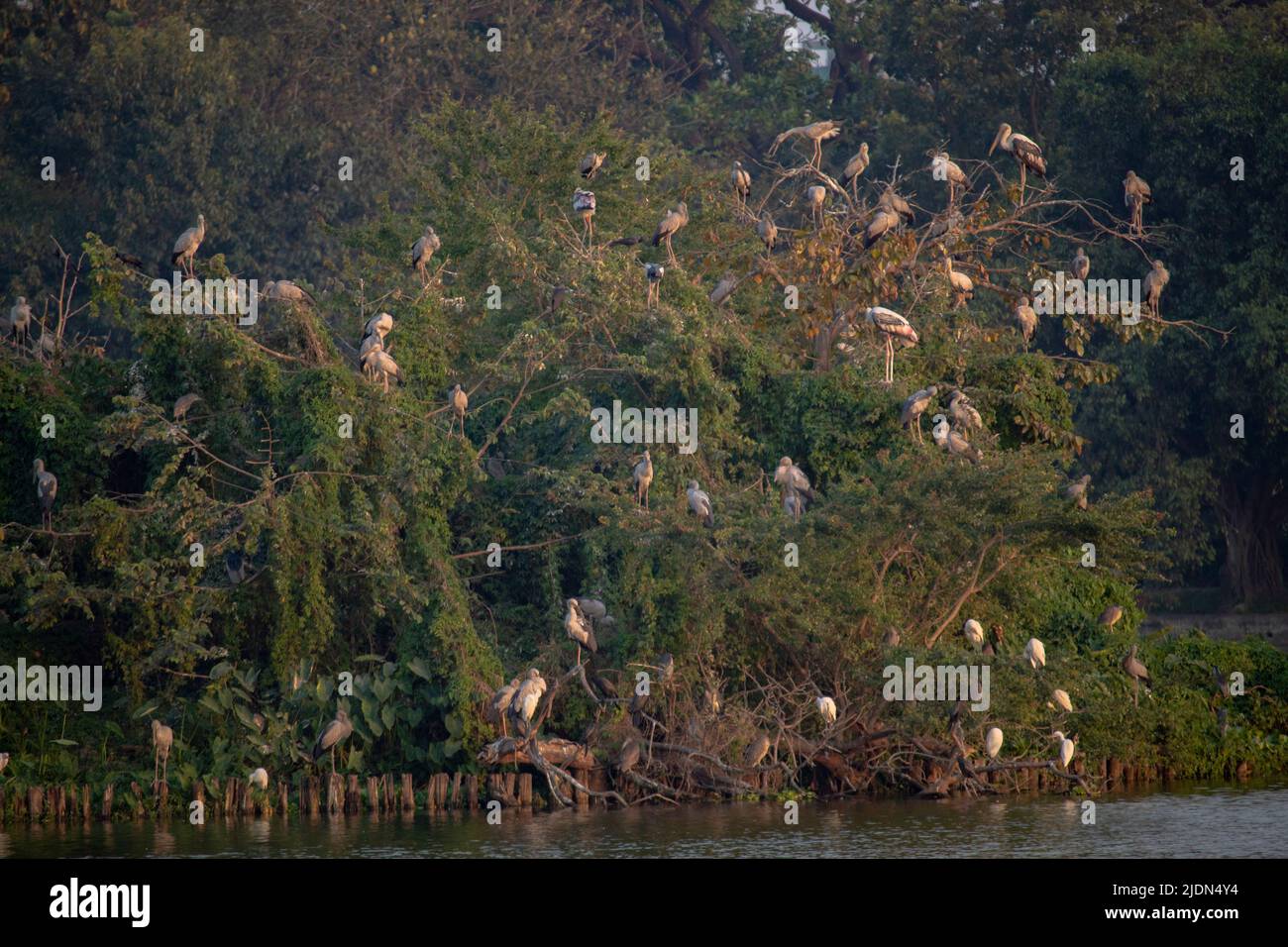 An evening at Rabindra Sarobar Lake, Kolkata, India Stock Photo - Alamy