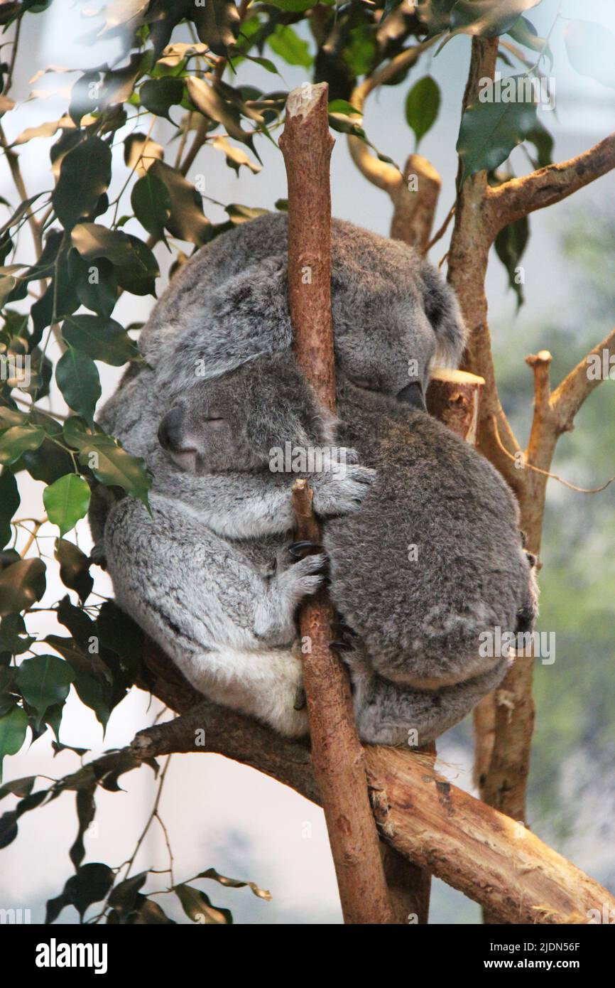Koala enclosure hi-res stock photography and images - Alamy