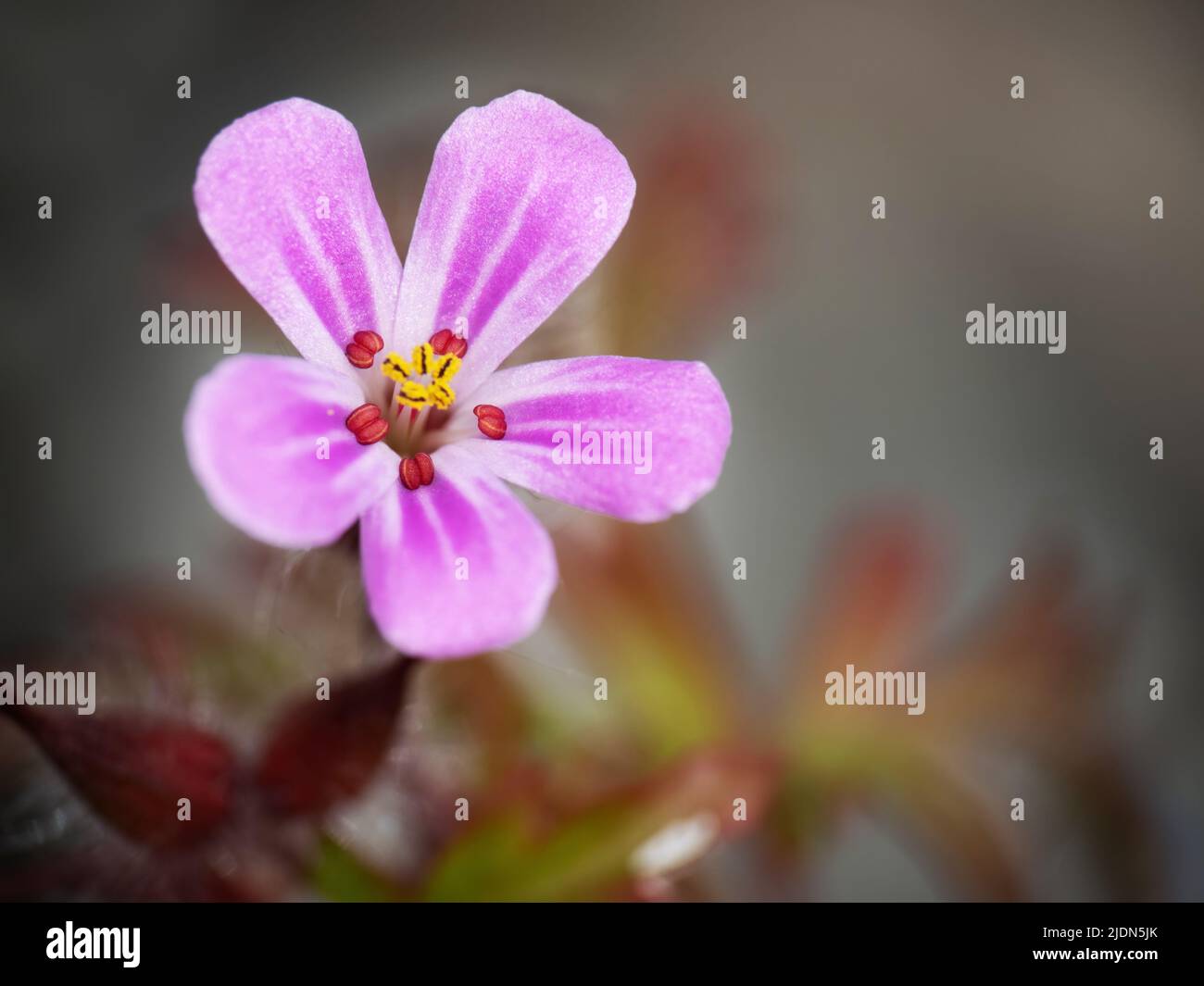 Robert weed hi-res stock photography and images - Alamy