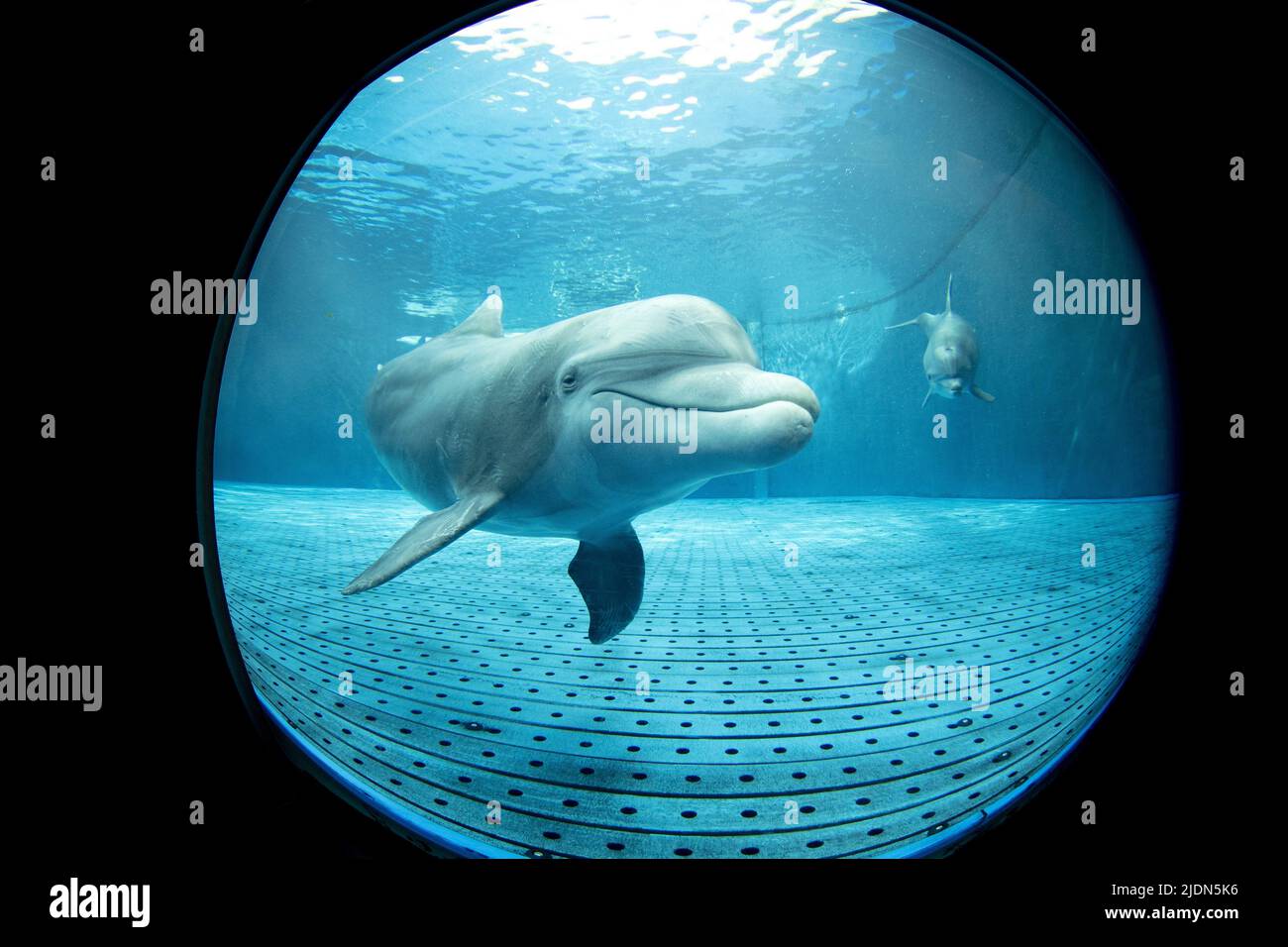 Aquarium dolphin looking at you underwater close up portrait Stock ...