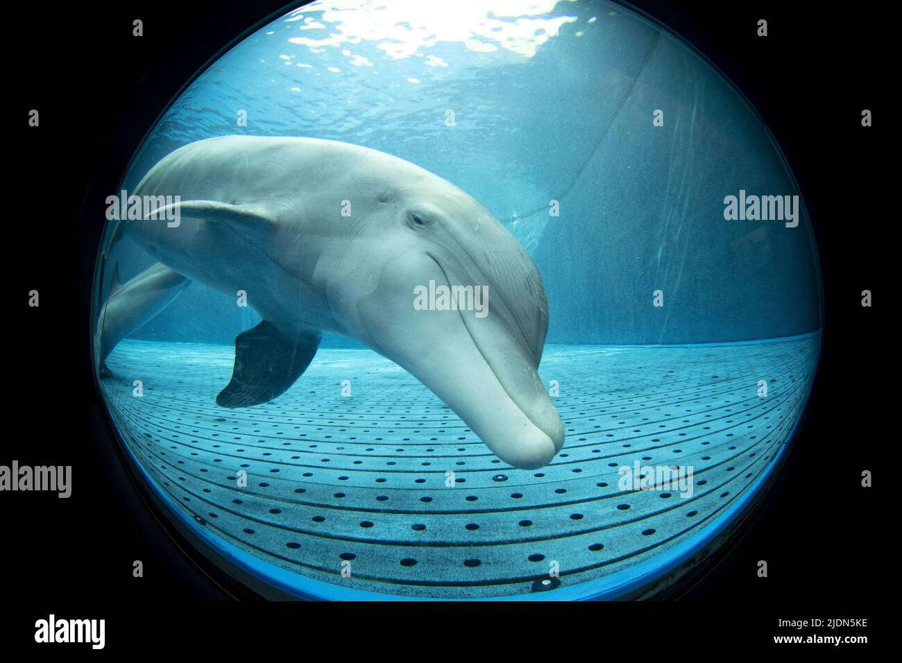 Aquarium dolphin looking at you underwater close up portrait Stock ...