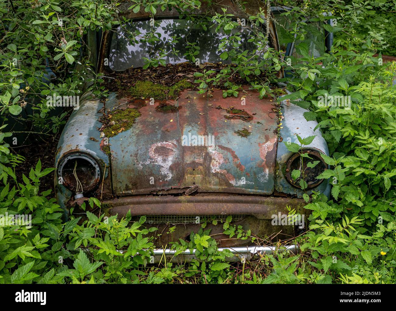 Car wrecks, old cars in Ivan´s Junkyard cementery in Båstnäs, southern ...