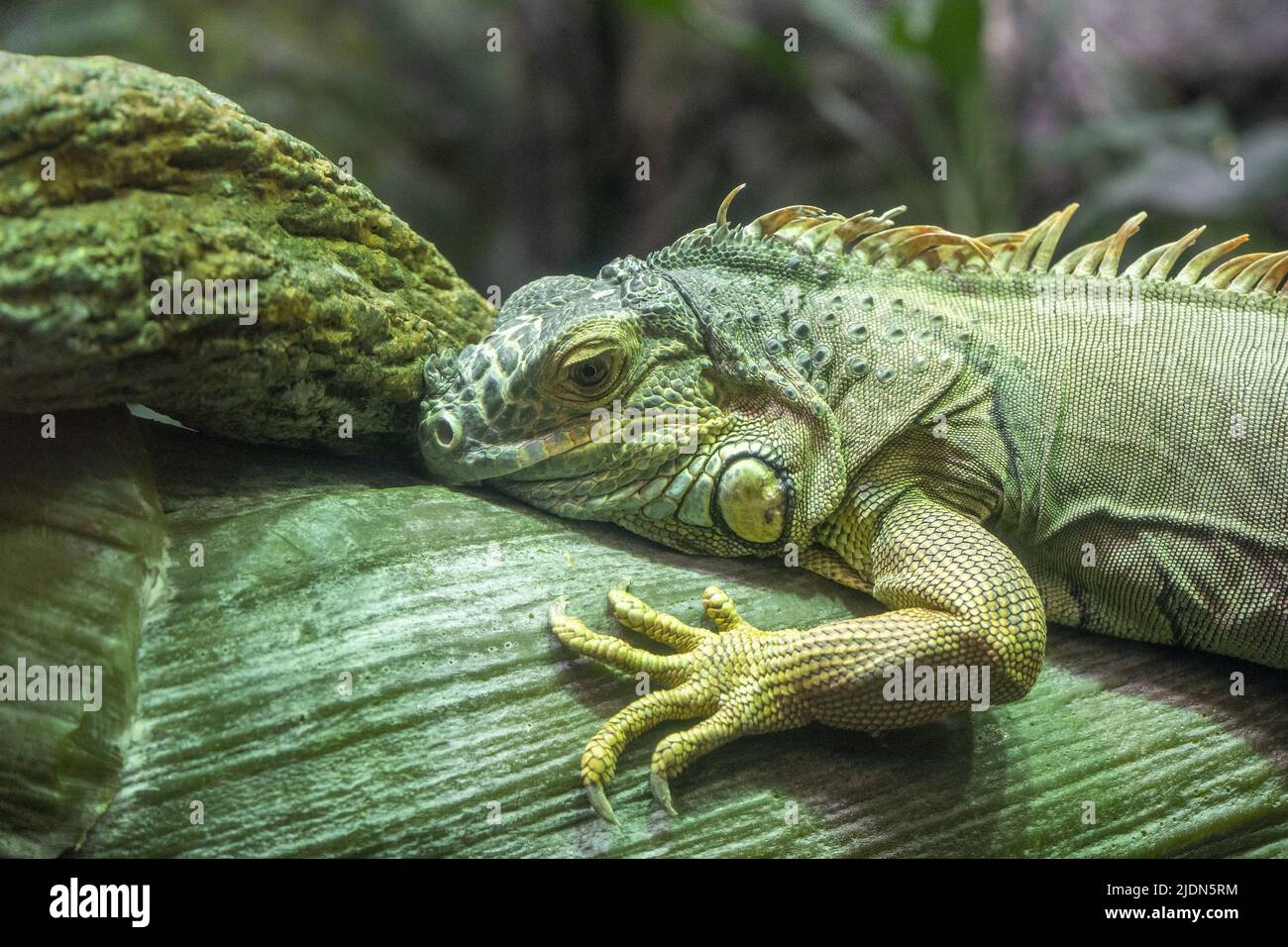 Green iguana lizard close up portrait Stock Photo - Alamy