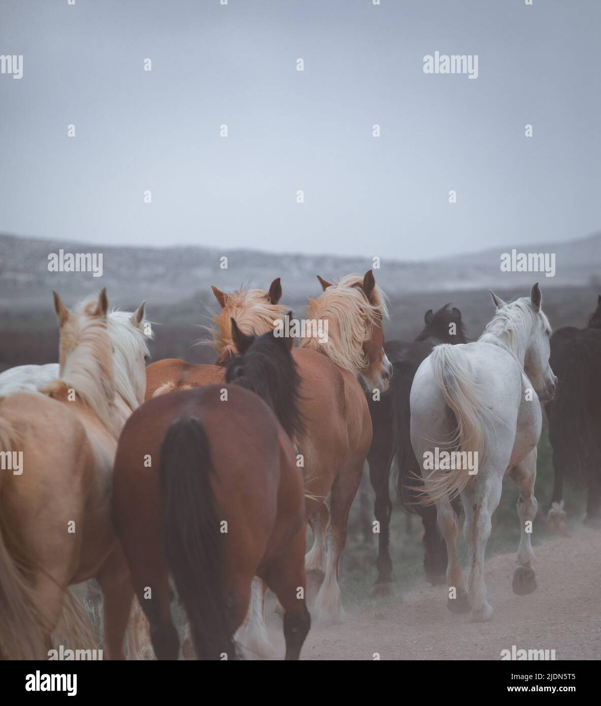 colorful herd of ranch horses running down a dusty road. Being driven ...