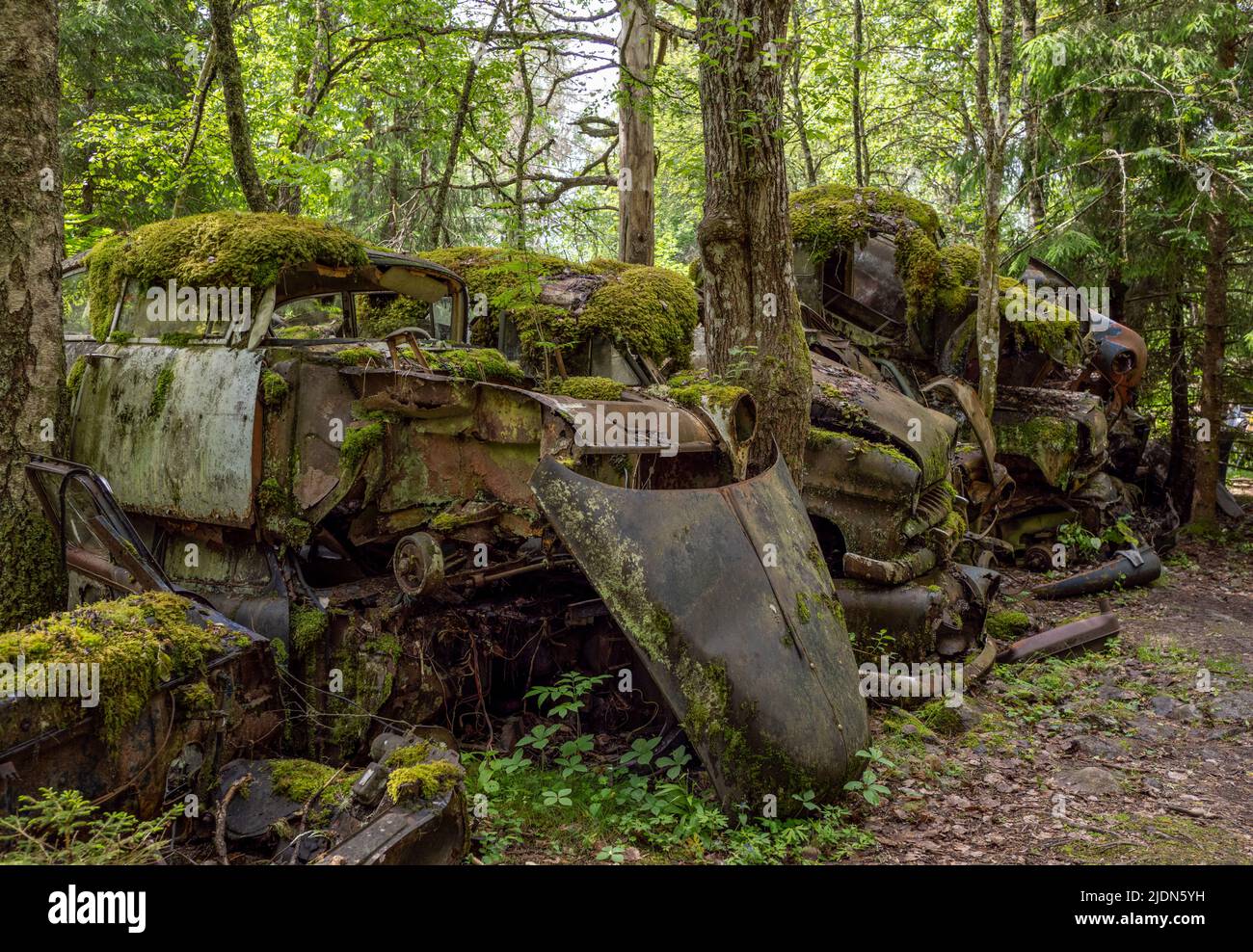 Car wrecks, old cars in Ivan´s Junkyard cementery in Båstnäs, southern ...