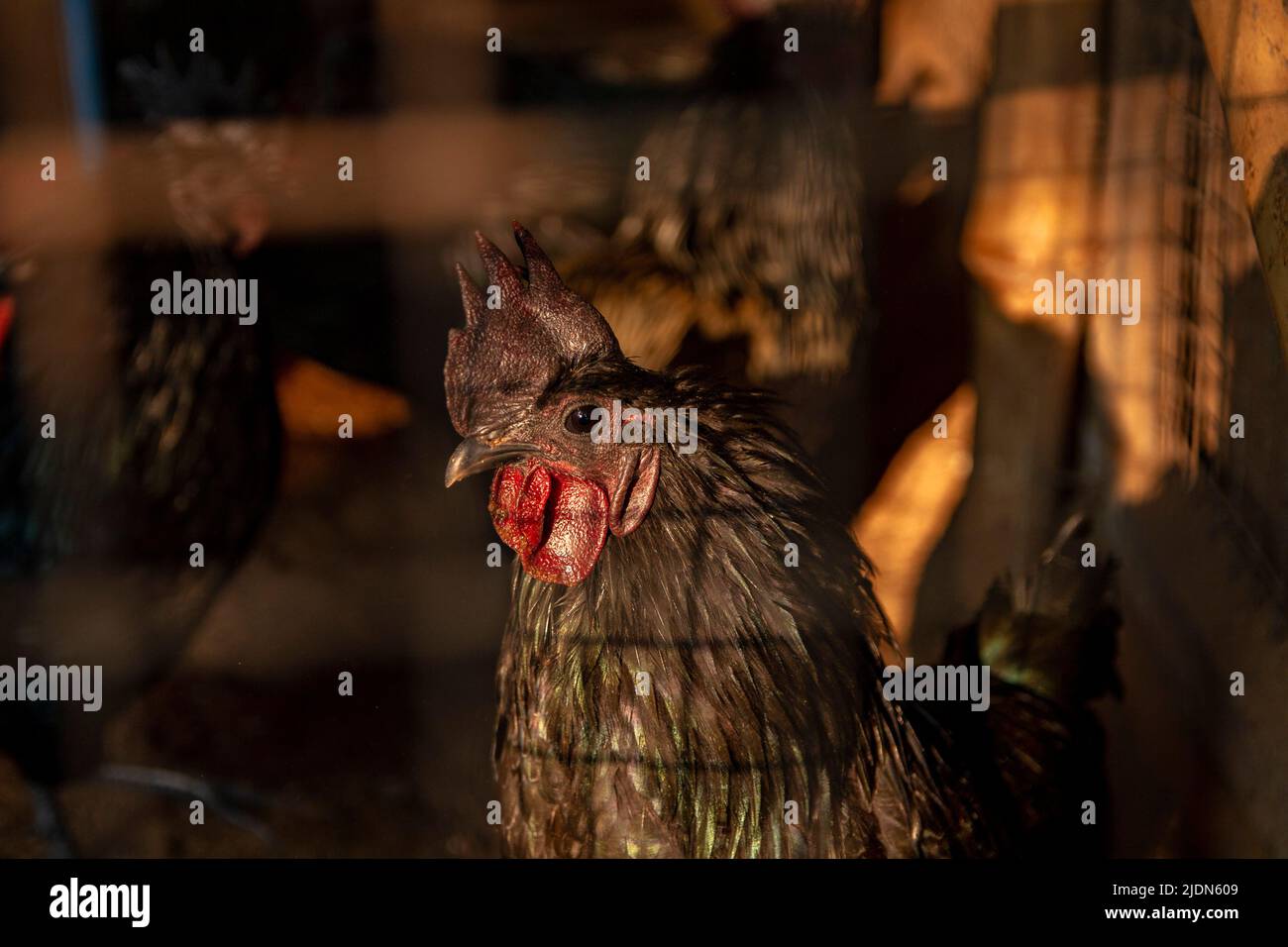 Poultry farm india hi-res stock photography and images - Alamy