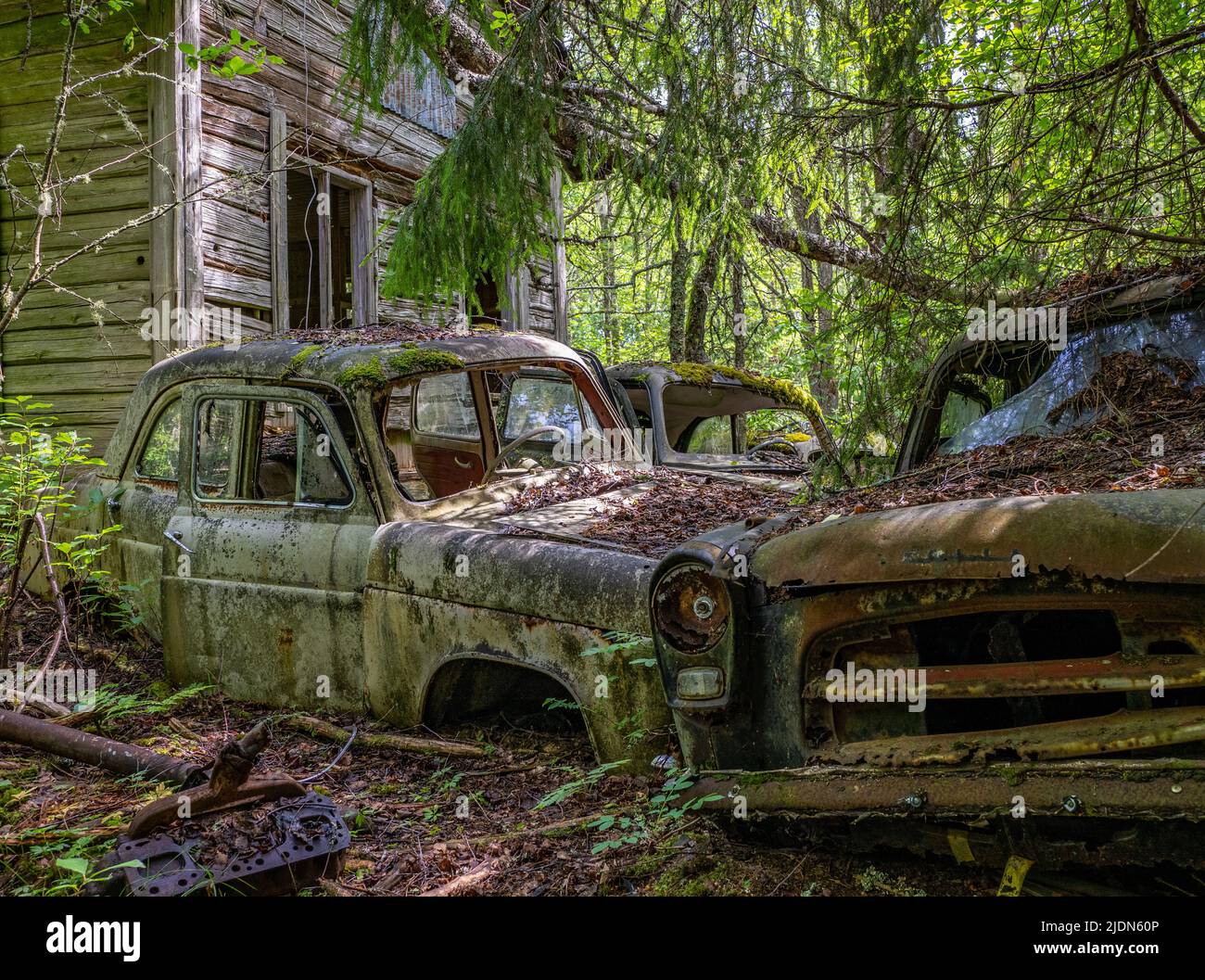 Car wrecks, old cars in Ivan´s Junkyard cementery in Båstnäs, southern ...