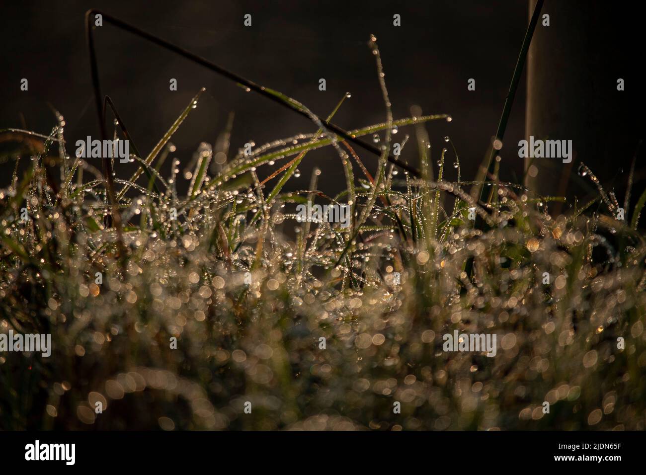 Daily nature hi-res stock photography and images - Alamy