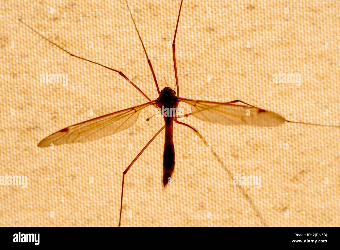 Mosquito resting on a transparent fabric against sun Stock Photo - Alamy