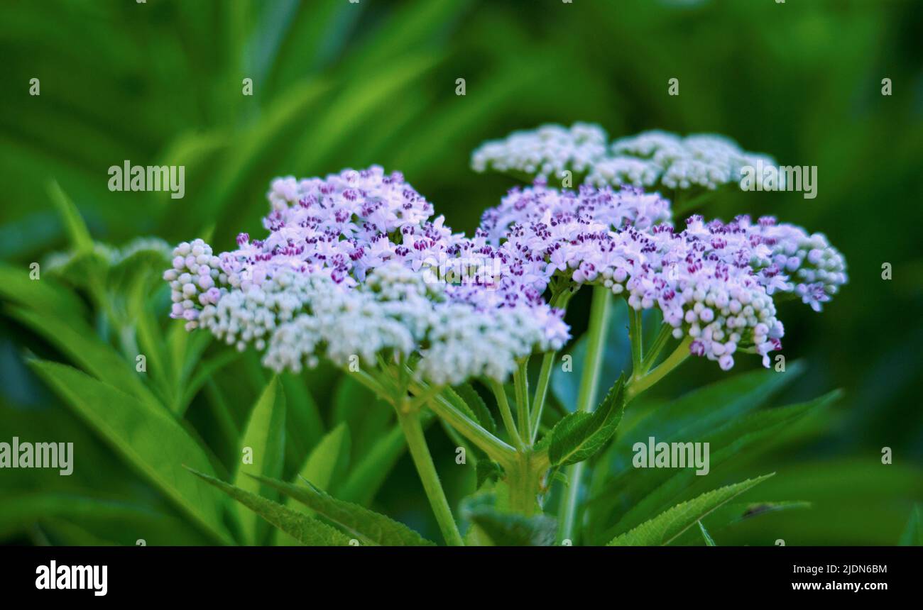 blossoming elderberry flowers for alternative medicine Stock Photo - Alamy