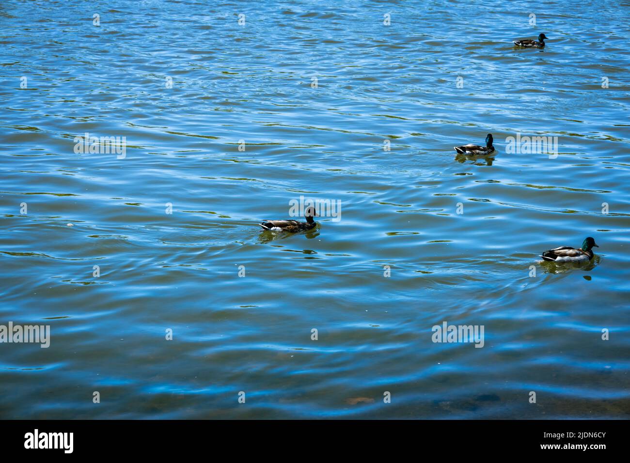 Wild ducks swimming freely in the lake. Free animals in nature Stock ...