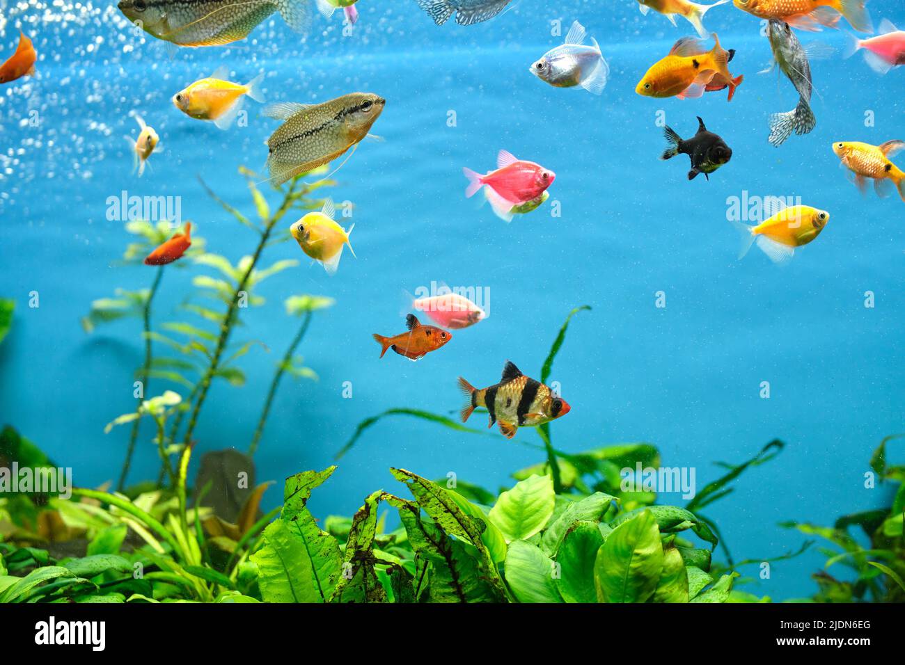 Colorful exotic fish swimming in deep blue water aquarium with green ...