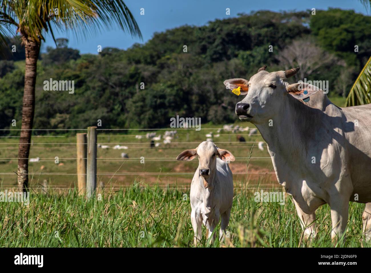 Brazilian ranch hi-res stock photography and images - Alamy