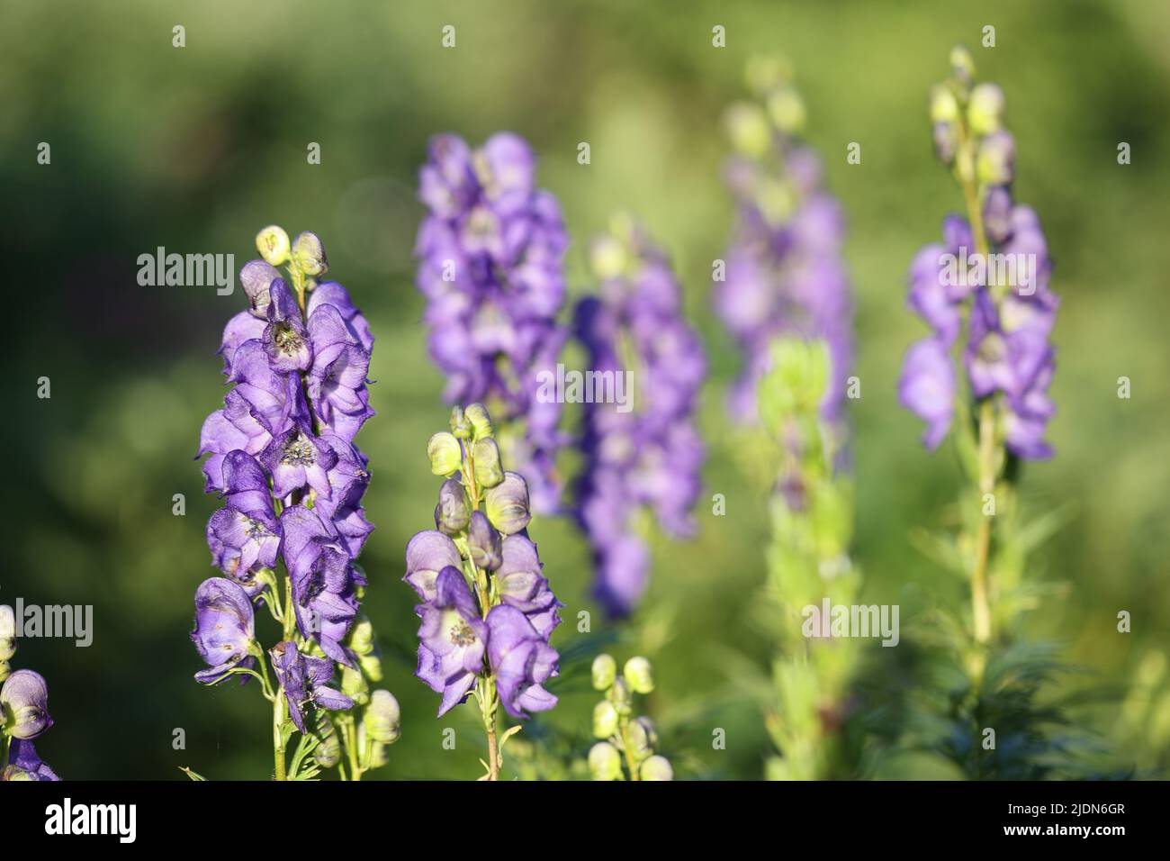 monk´s hood aconite with blue flowers beautiful light Stock Photo - Alamy