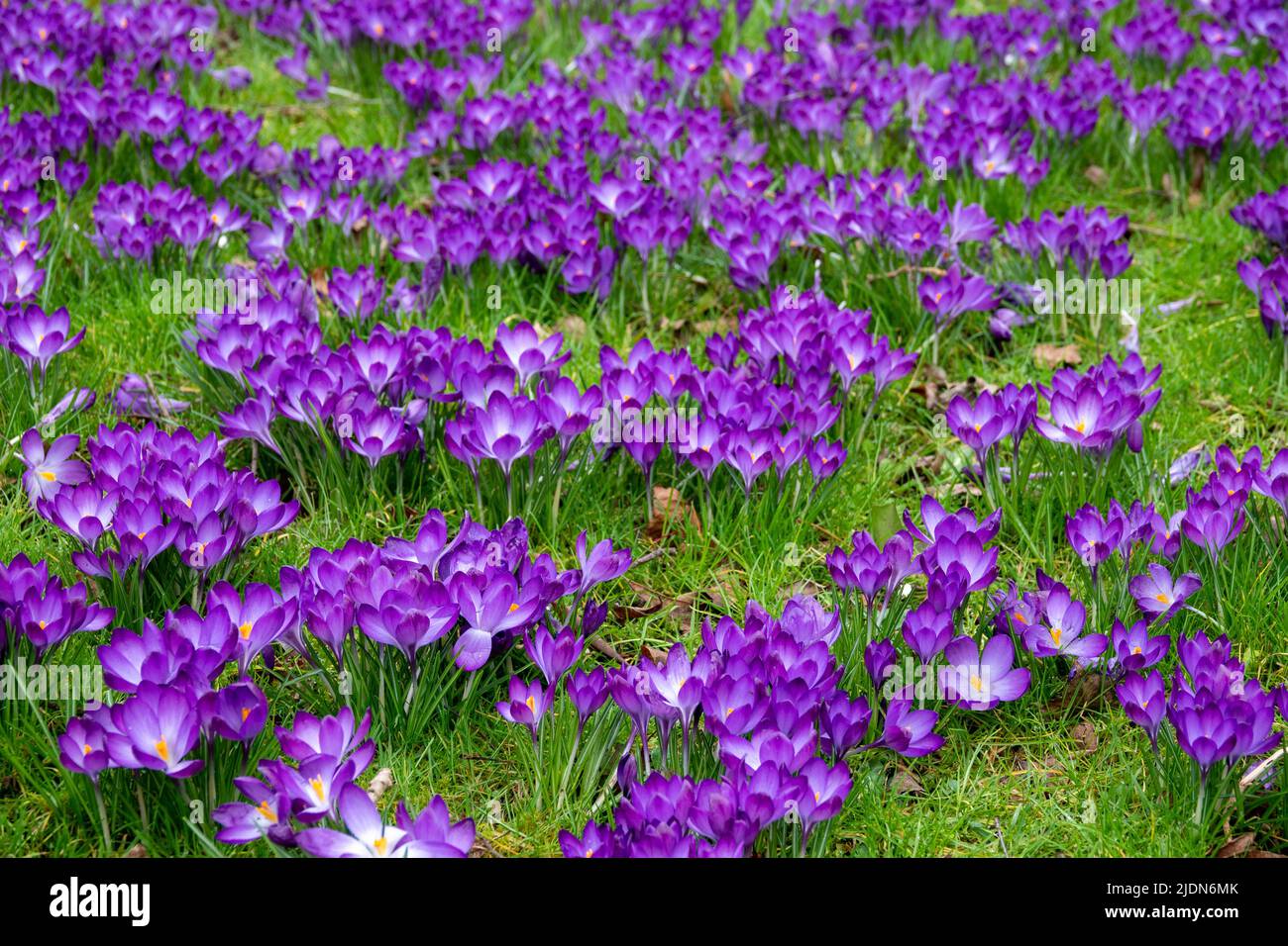 carpet of beautiful vivid purple crocus Stock Photo - Alamy