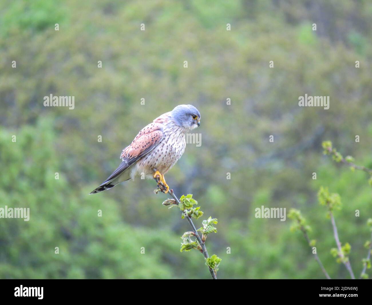 kestrel a bird of prey species belonging to the kestrel group of the ...