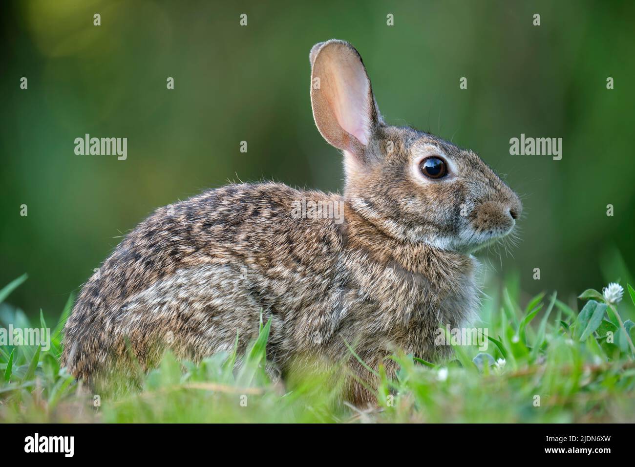 Grey small hare eating grass on summer field. Wild rabbit in nature ...