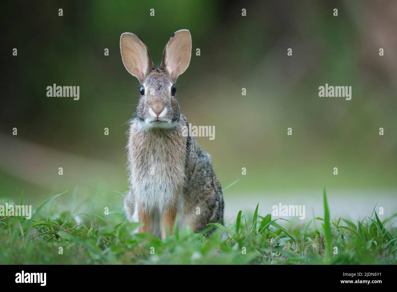 Grey small hare eating grass on summer field. Wild rabbit in nature ...