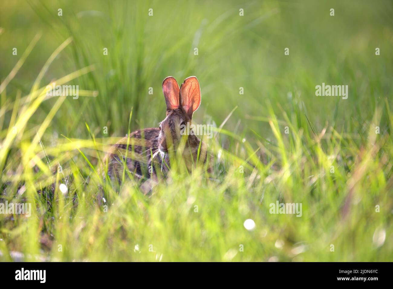 Grey small hare eating grass on summer field. Wild rabbit in nature ...