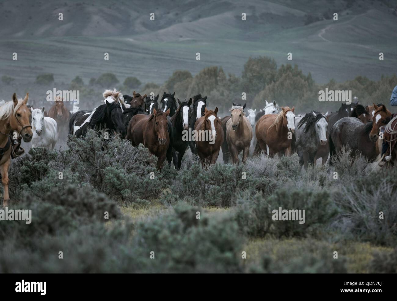 colorful herd of ranch horses running down a dusty road. Being driven ...