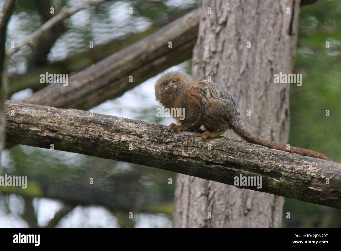 marmoset in a zoo in france Stock Photo - Alamy