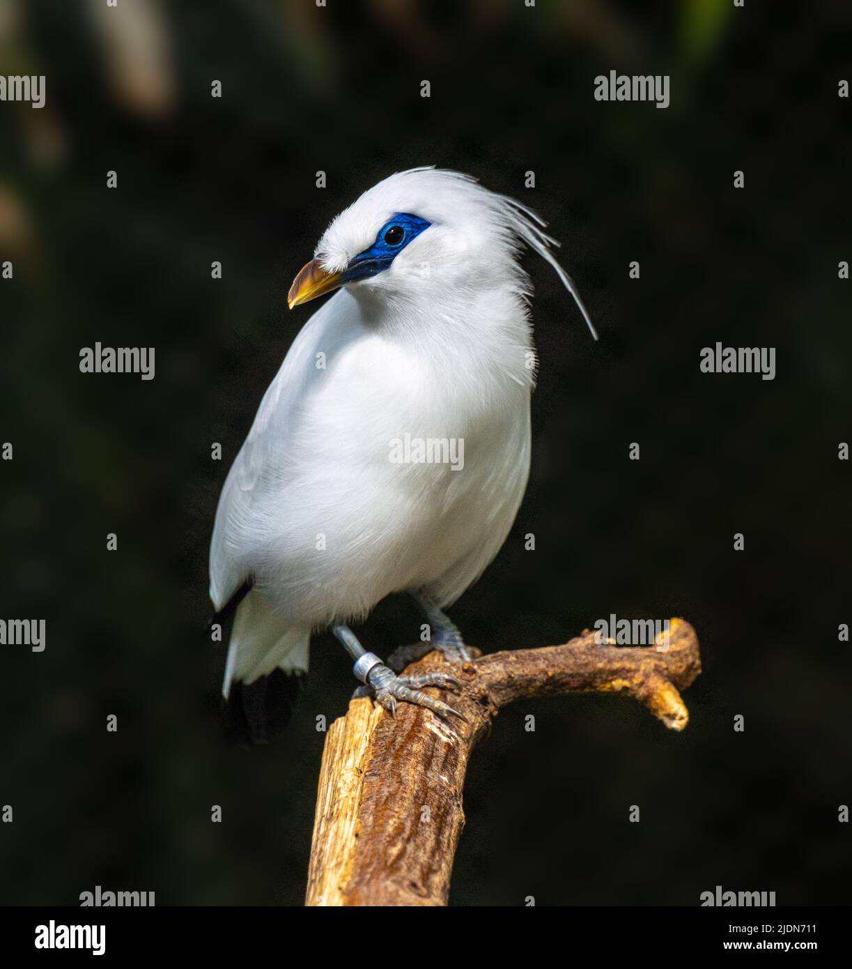Bali Myna (Leucopsar rothschildi), native to Bali, Indonesia Stock ...