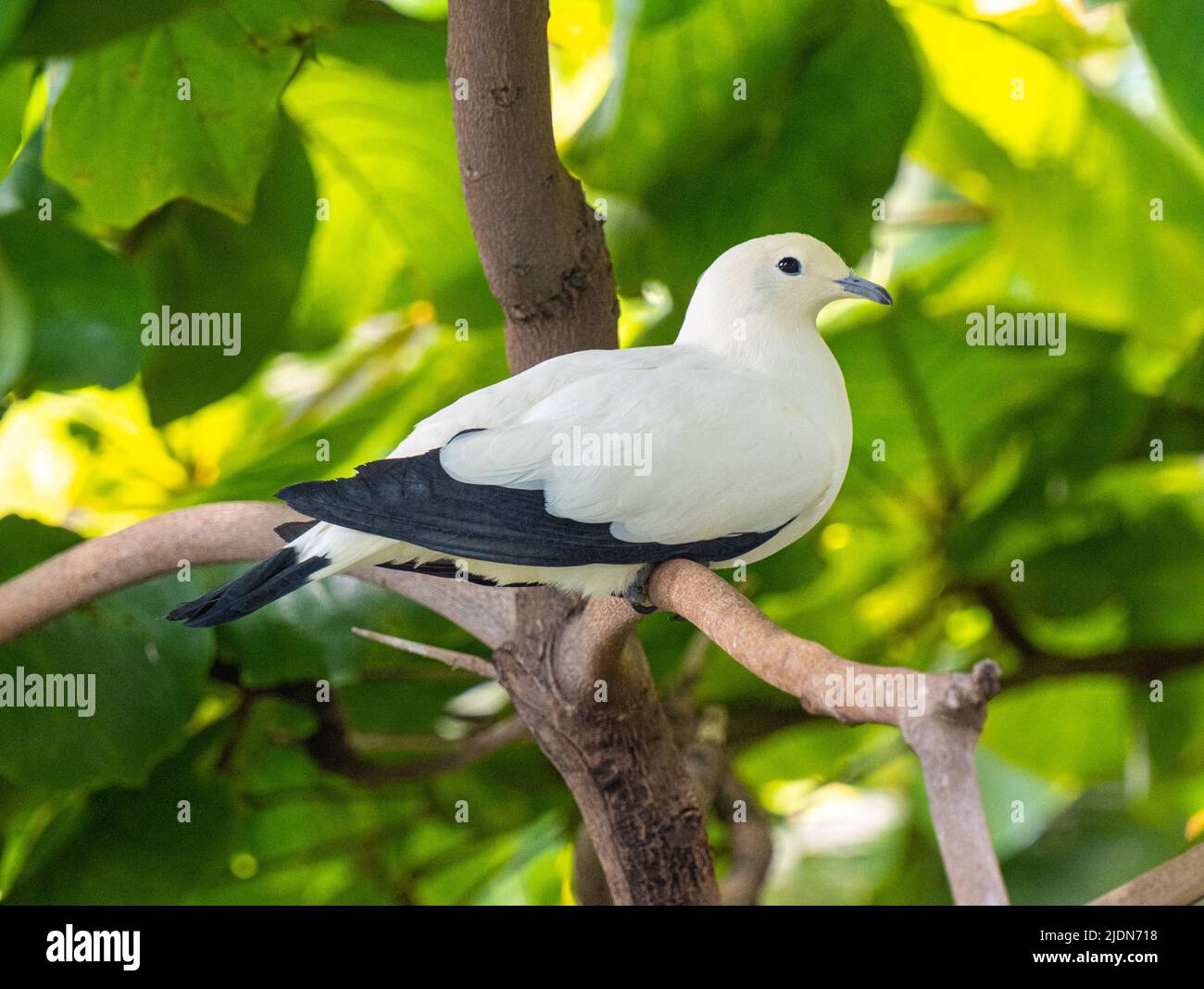 Pied Imperial Pigeon (Ducula bicolor), adult, sitting on a branch Stock ...