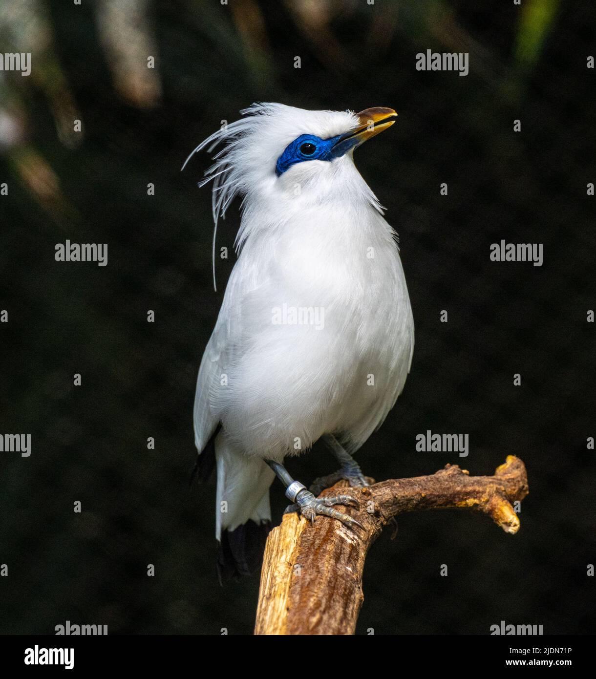 Balis native bird hi-res stock photography and images - Alamy