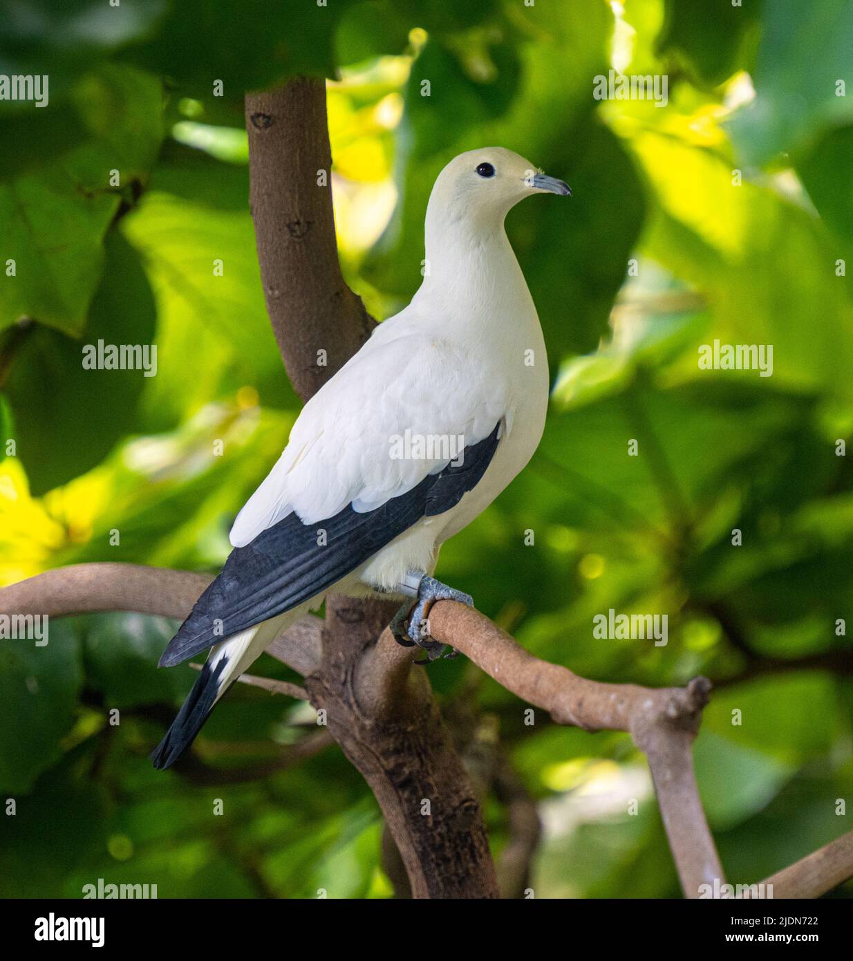 Pied Imperial Pigeon