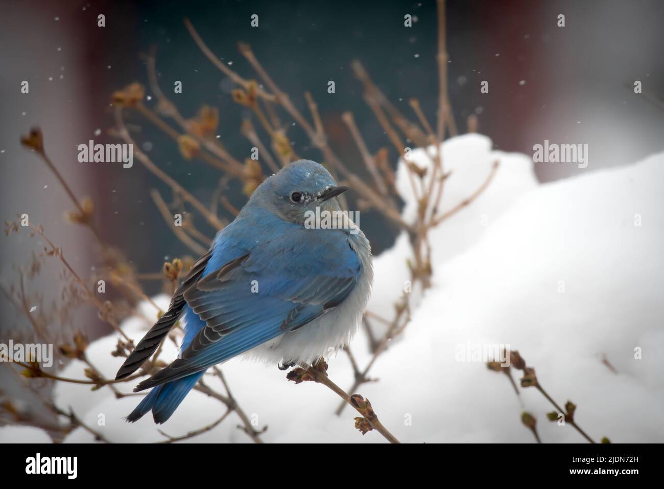 Bluebird small thrush bird hi-res stock photography and images - Alamy