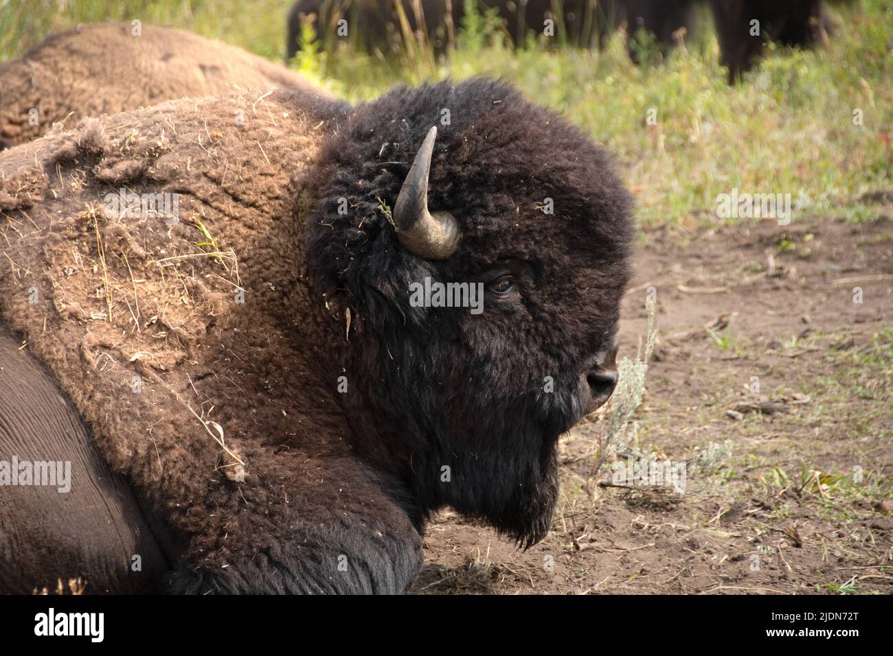 A large Buffalo resting at Yellowstone National Park Stock Photo - Alamy
