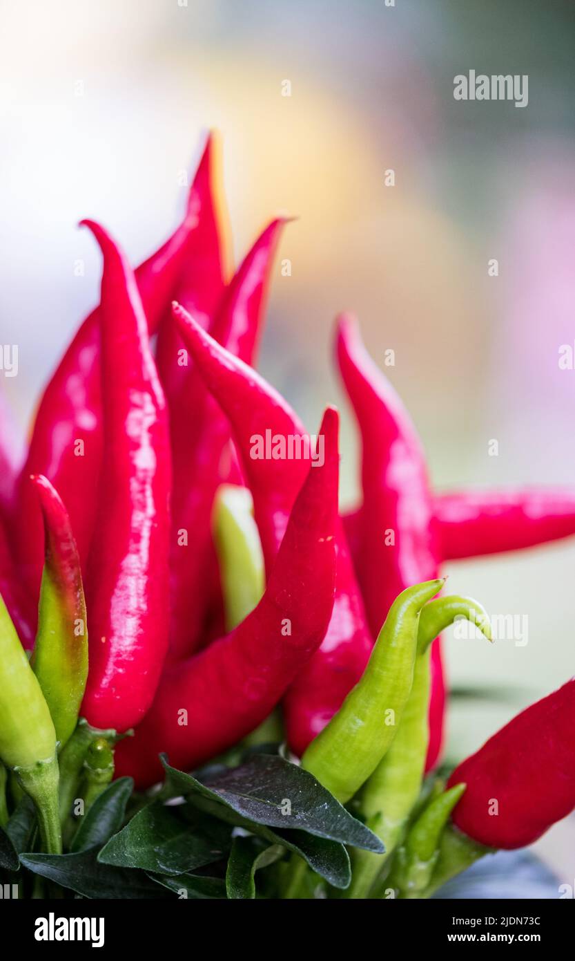 Chilli plant with red and green chilli's Stock Photo - Alamy