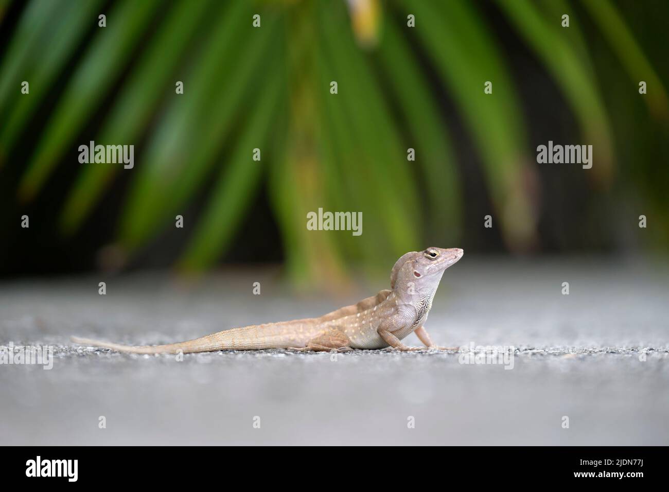 Macro closeup of blown alone lizard warming on summer sun. Anolis ...