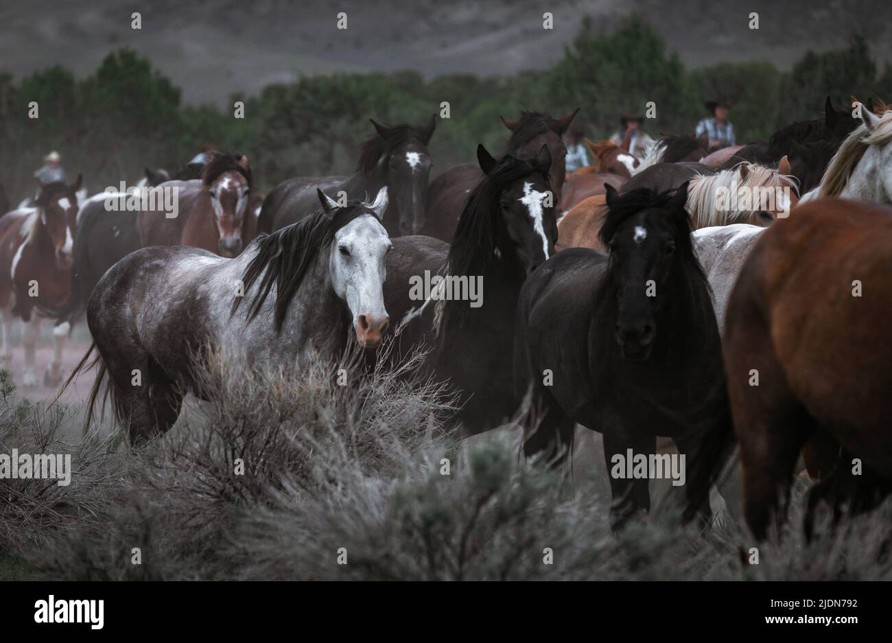 colorful herd of ranch horses running down a dusty road. Being driven ...
