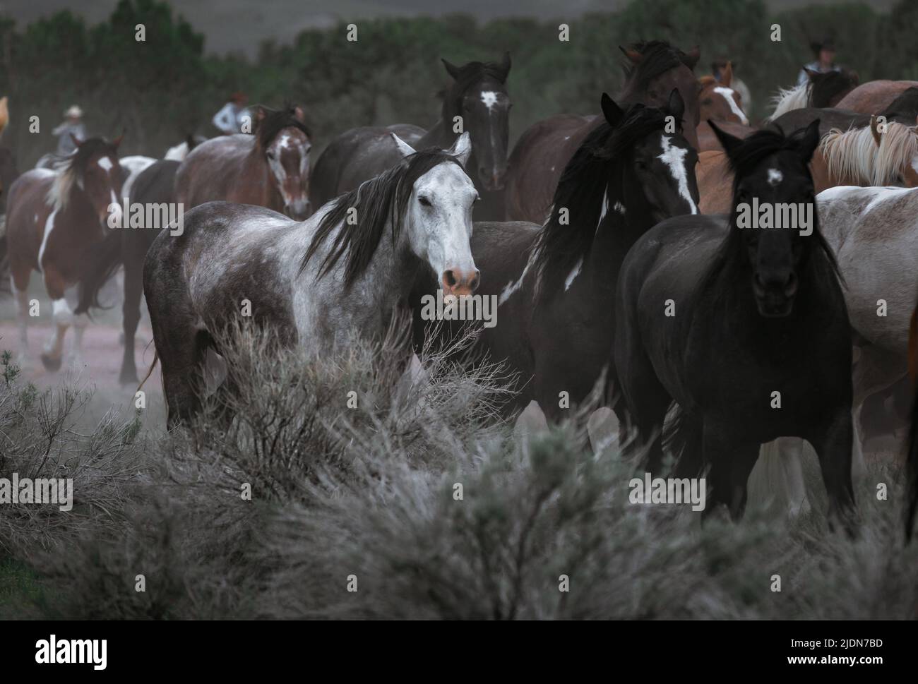 colorful herd of ranch horses running down a dusty road. Being driven ...