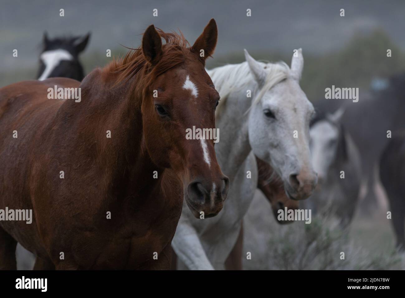 Horse running down the road hi-res stock photography and images - Alamy
