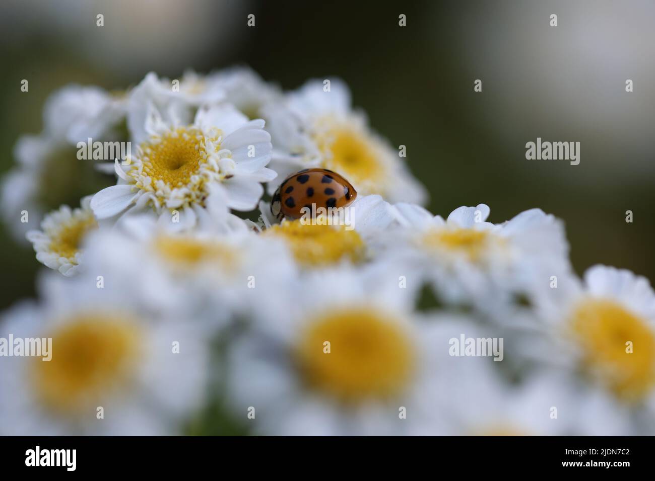 Posh environment hi-res stock photography and images - Alamy