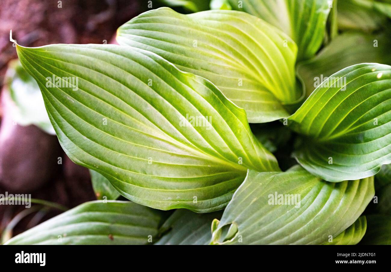 A hosta funkia plant in close-up. A plant with large leaves. Leaf ...